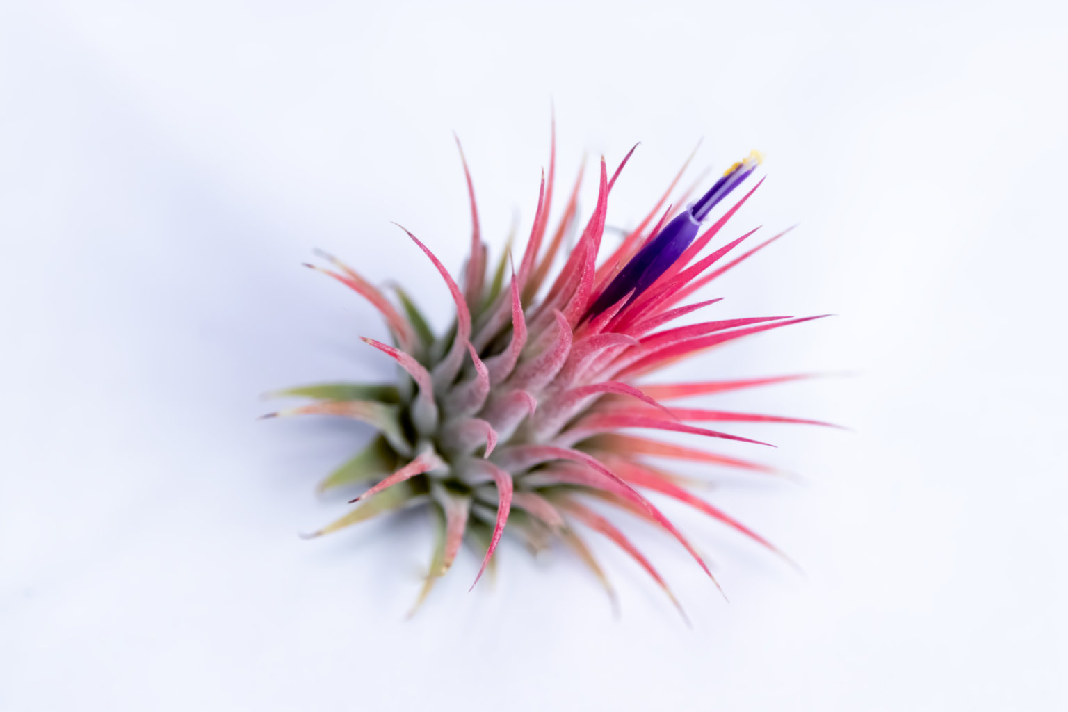 The Gardener’s Guide to Air Plant Growth and Care - Bloomscape