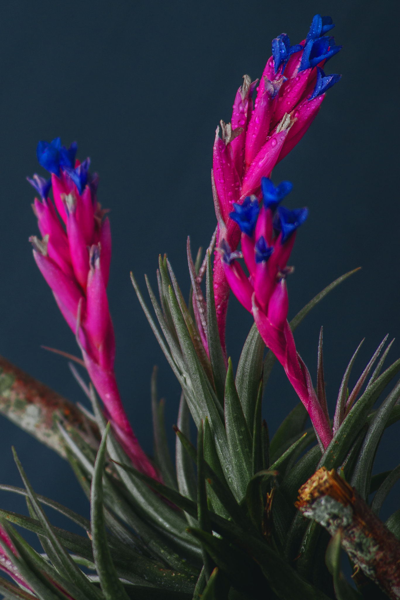 The Gardener’s Guide to Air Plant Growth and Care - Bloomscape