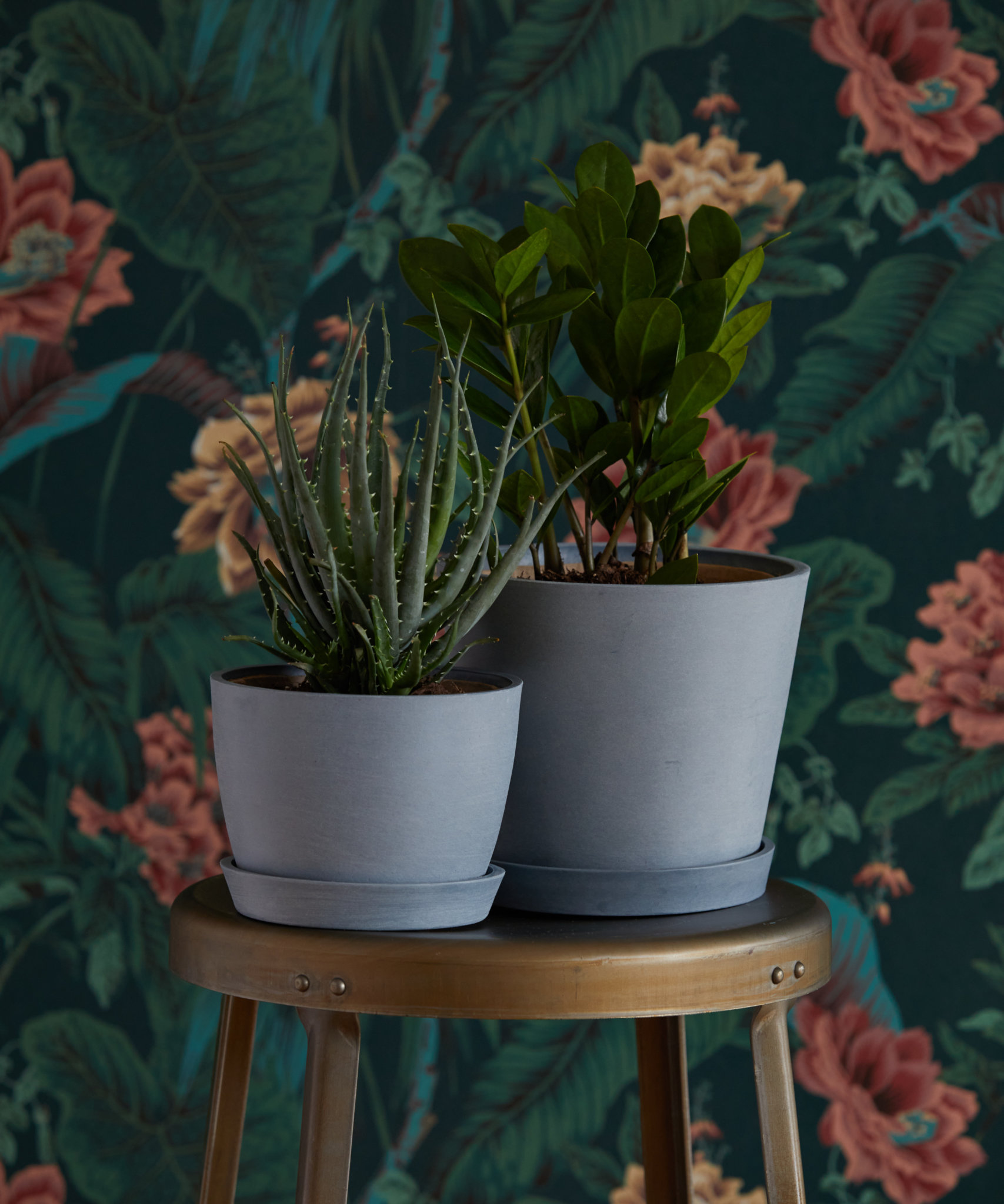 Shop Low-Maintenance Indoor Plants | Bloomscape