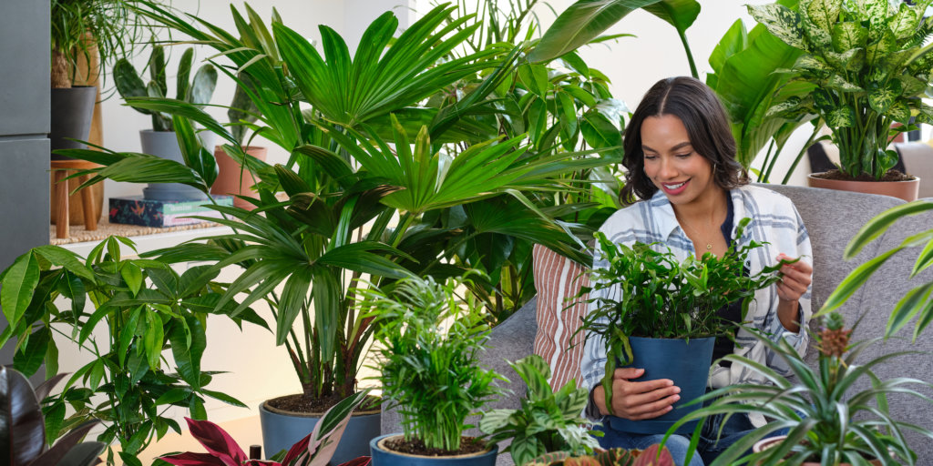 Bloomscape | Home Ready Plants Delivered to Your Door