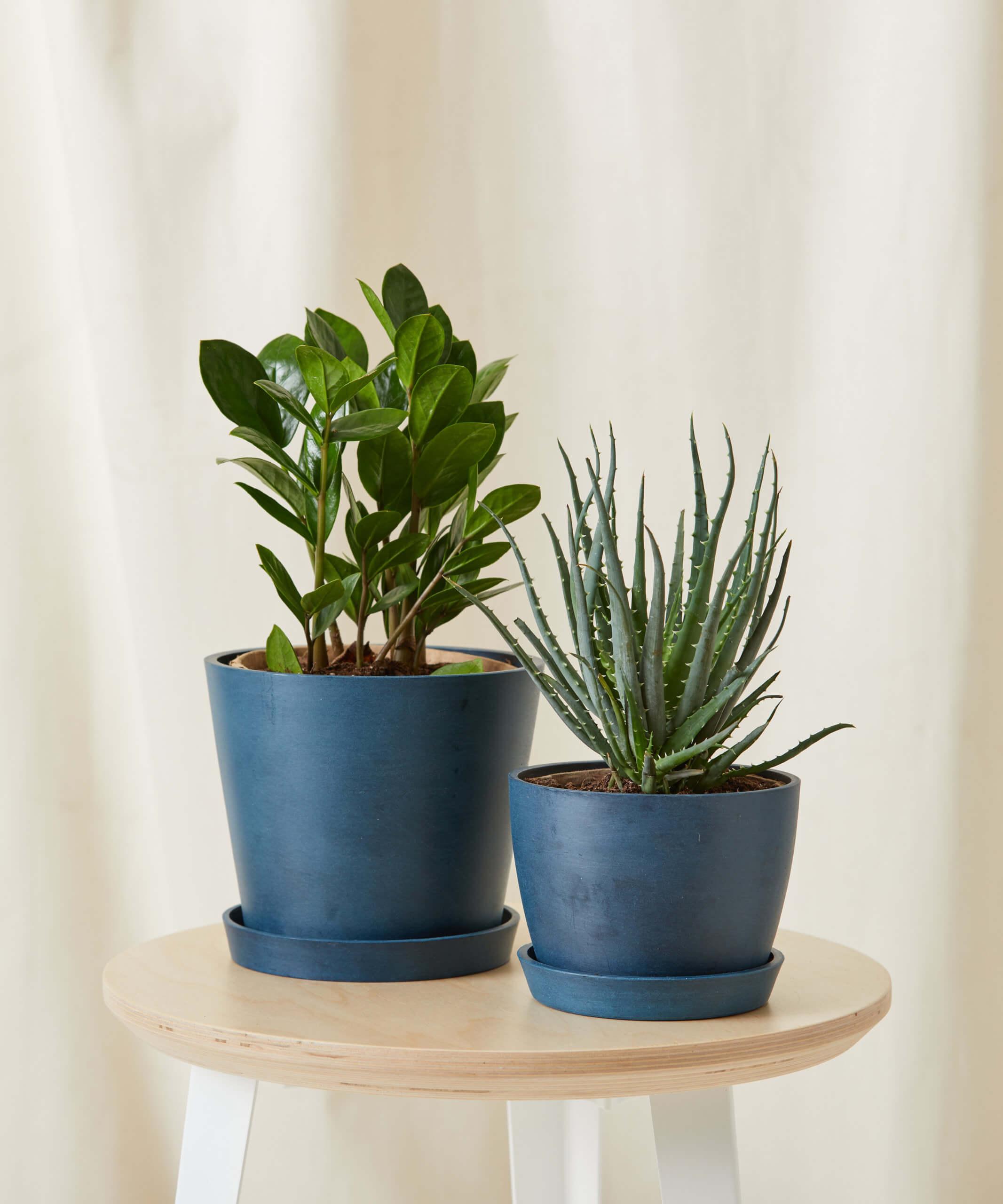 Buy the Beginner Bundle with two trendy plants | Bloomscape