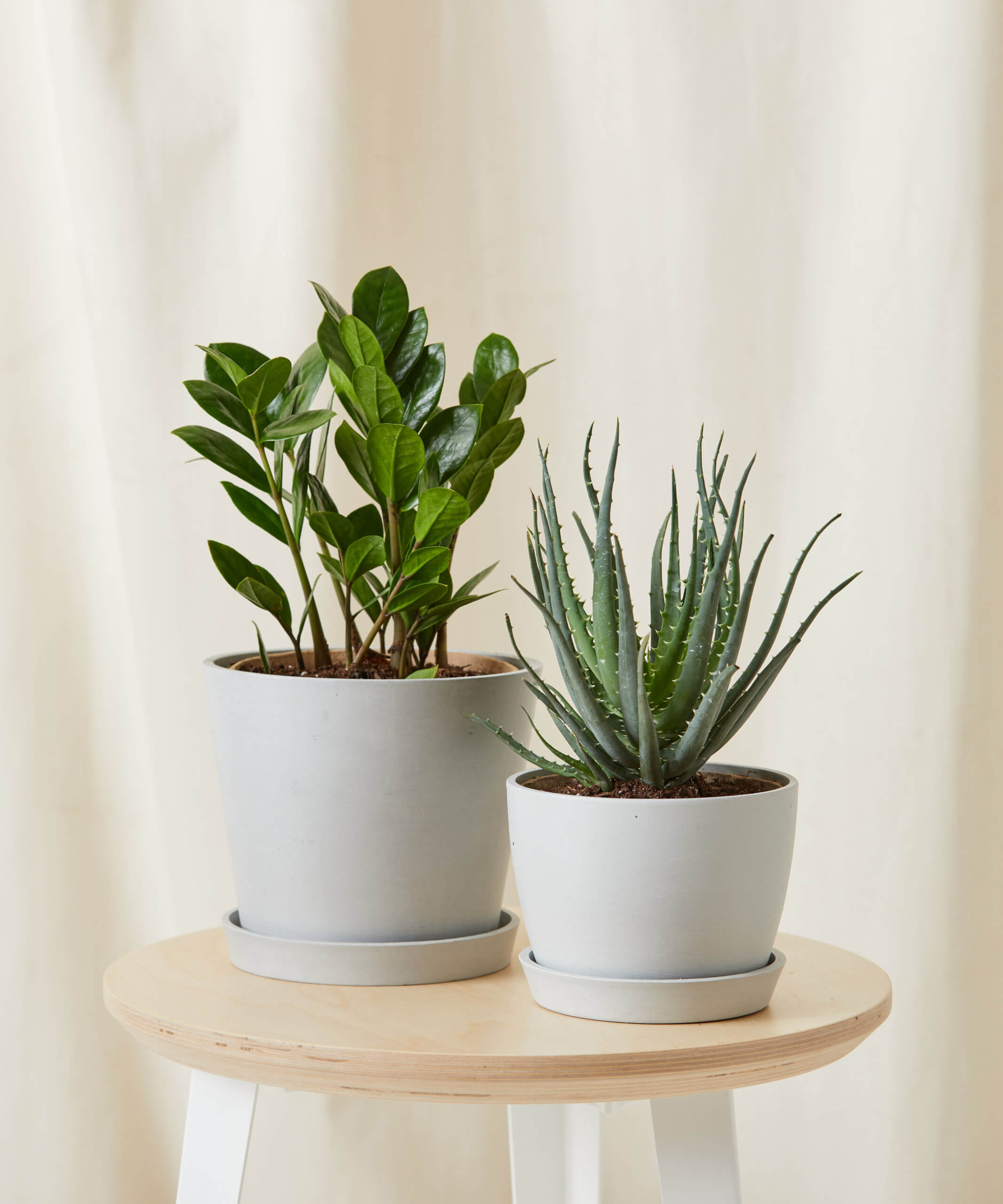 Buy the Beginner Bundle with two trendy plants | Bloomscape