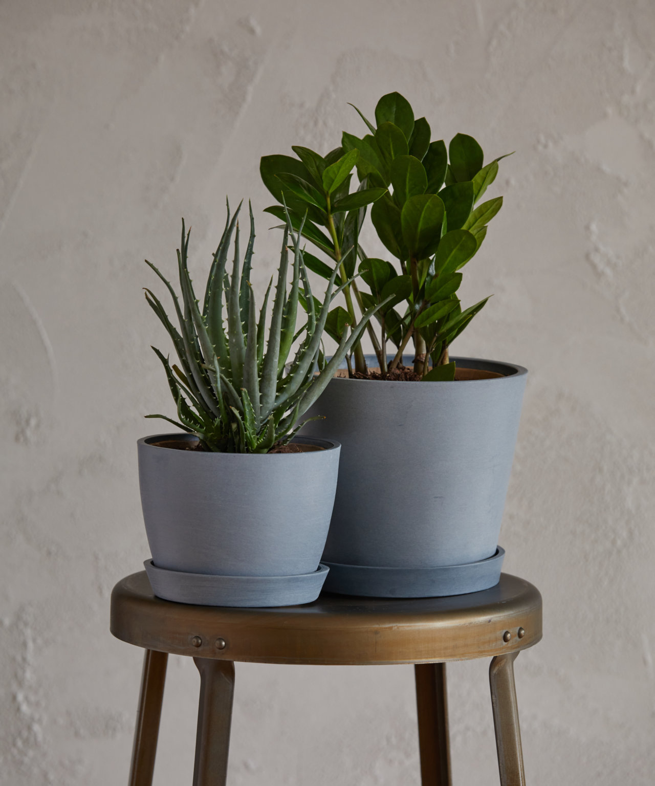 Zebra Plant 101: How to Care for Zebra Plants | Bloomscape