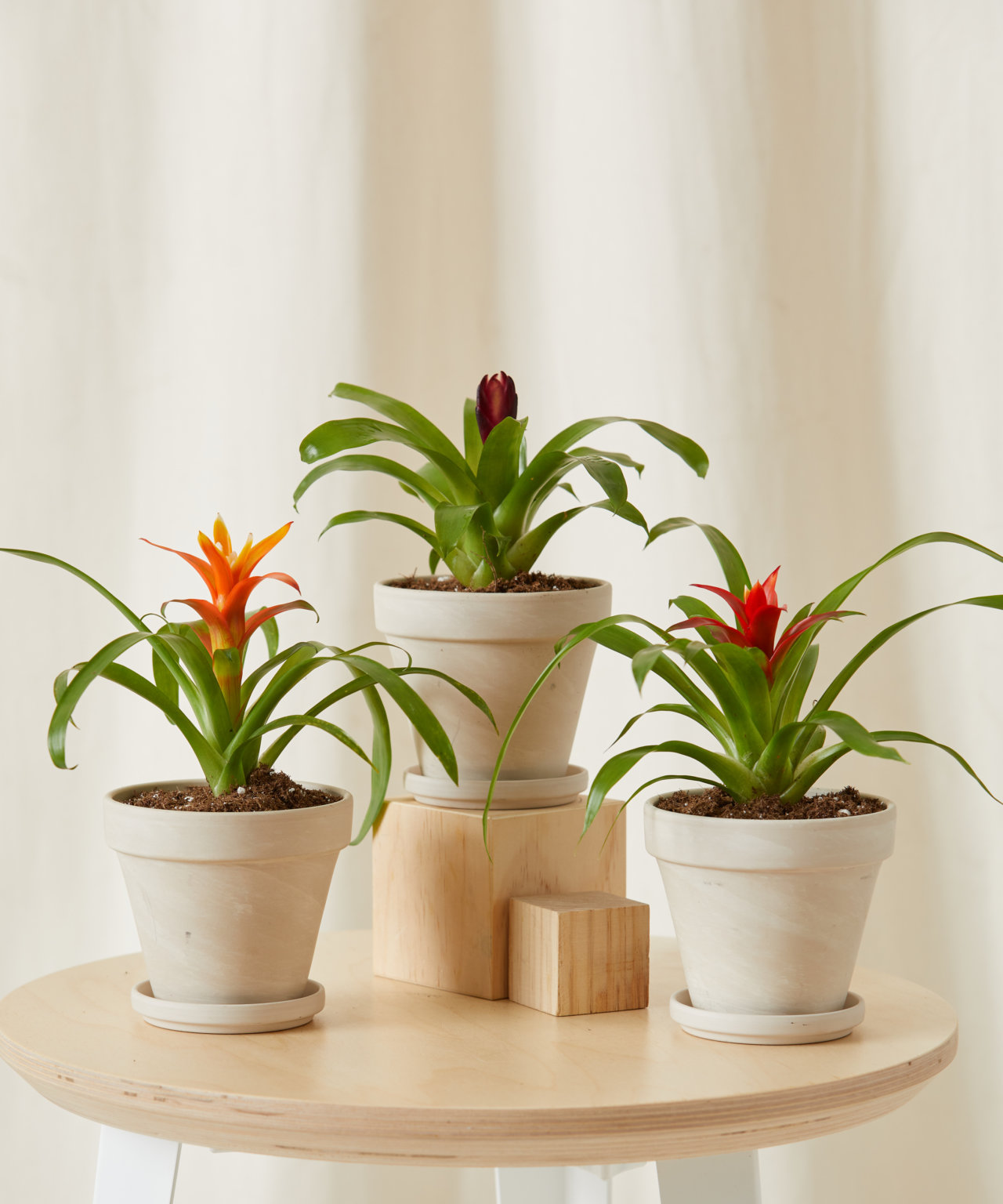 Dorotheanthus Mezoo Care Guide | Bloomscape