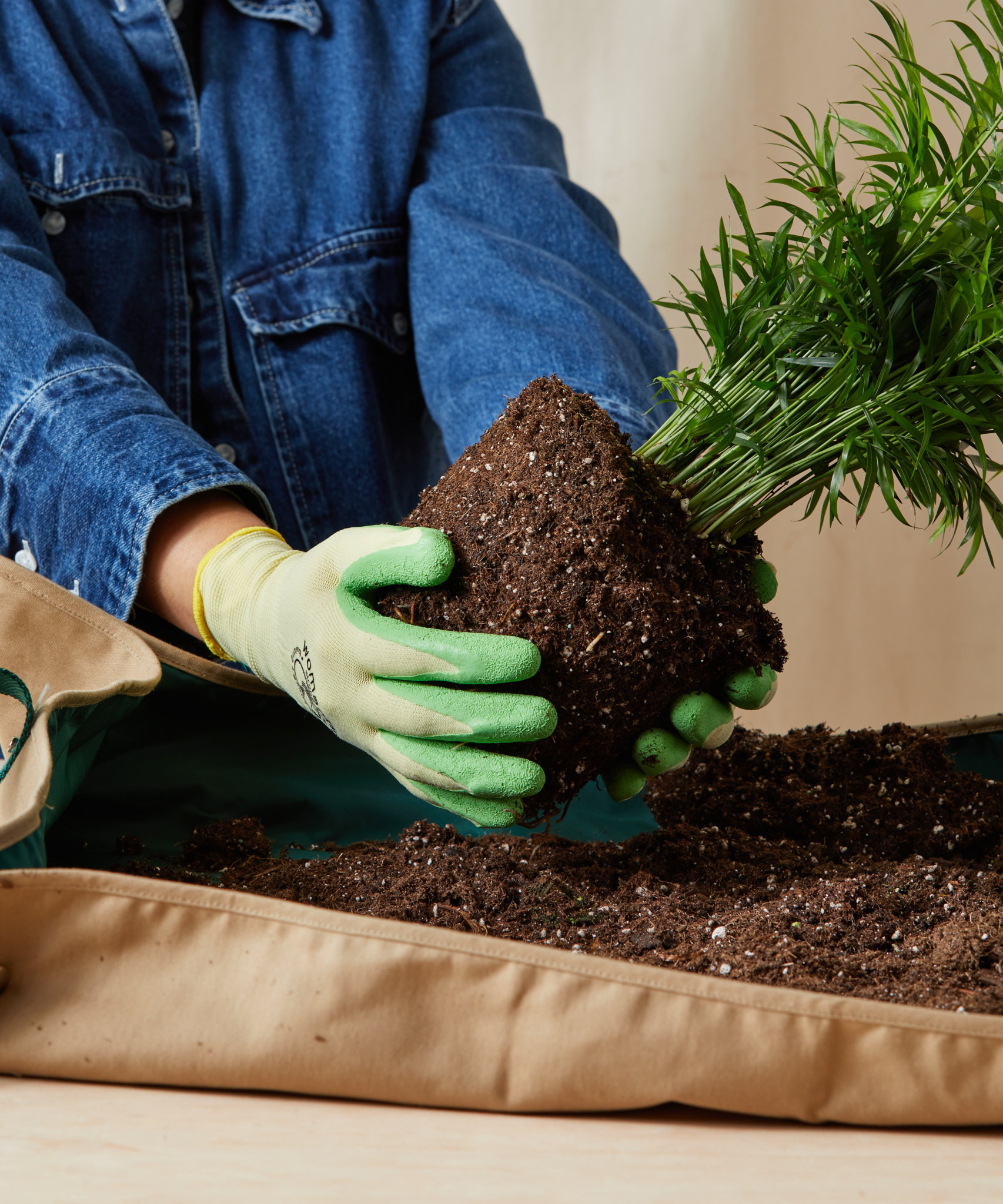 Grow-How® Tip: Why Is My Plant Dropping Leaves? - Bloomscape