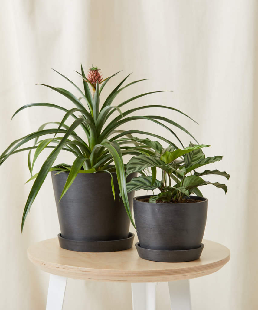 Buy the Low Light Bundle with two trendy plants | Bloomscape