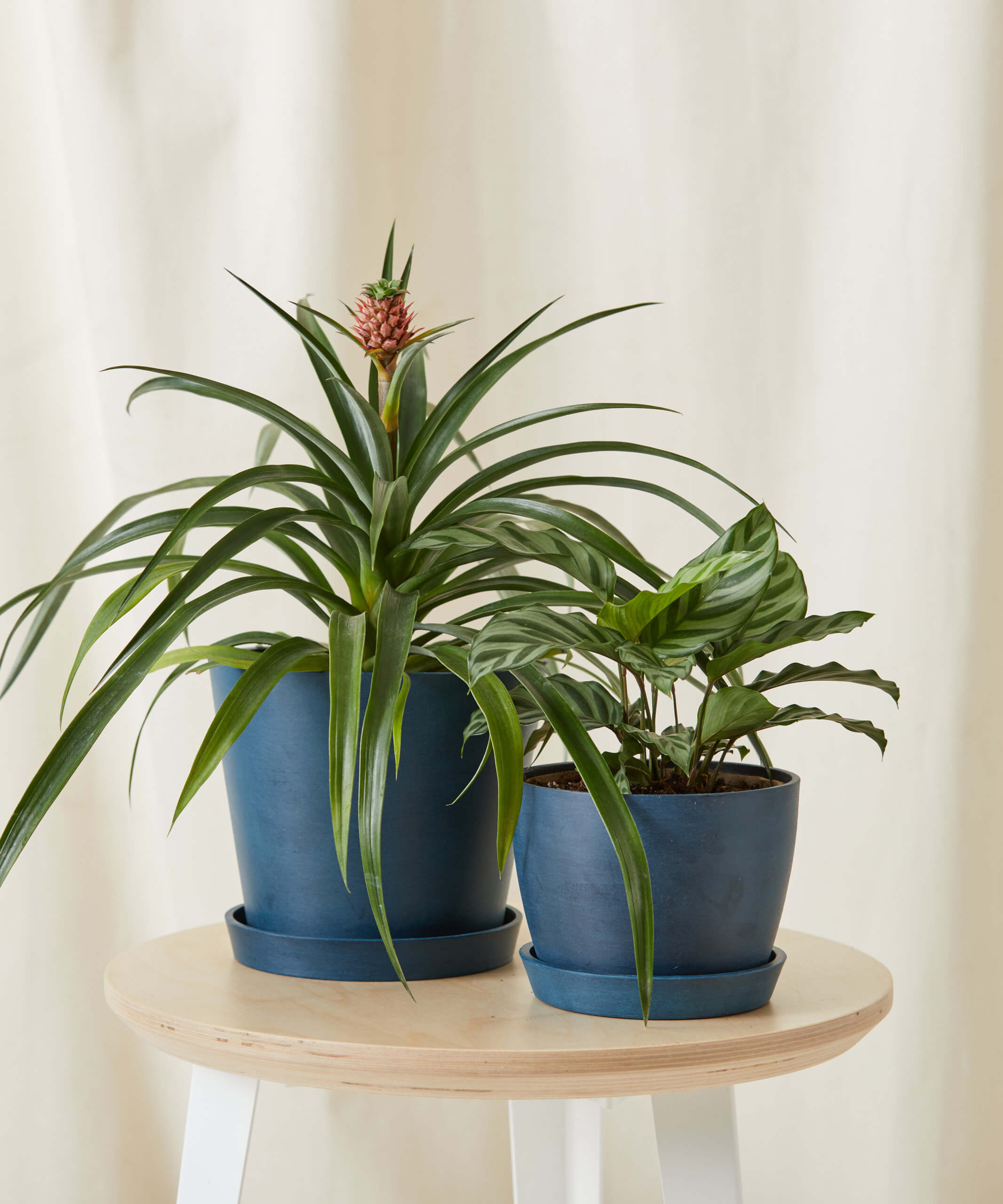 Buy the Kitchen Bundle with two trendy plants | Bloomscape