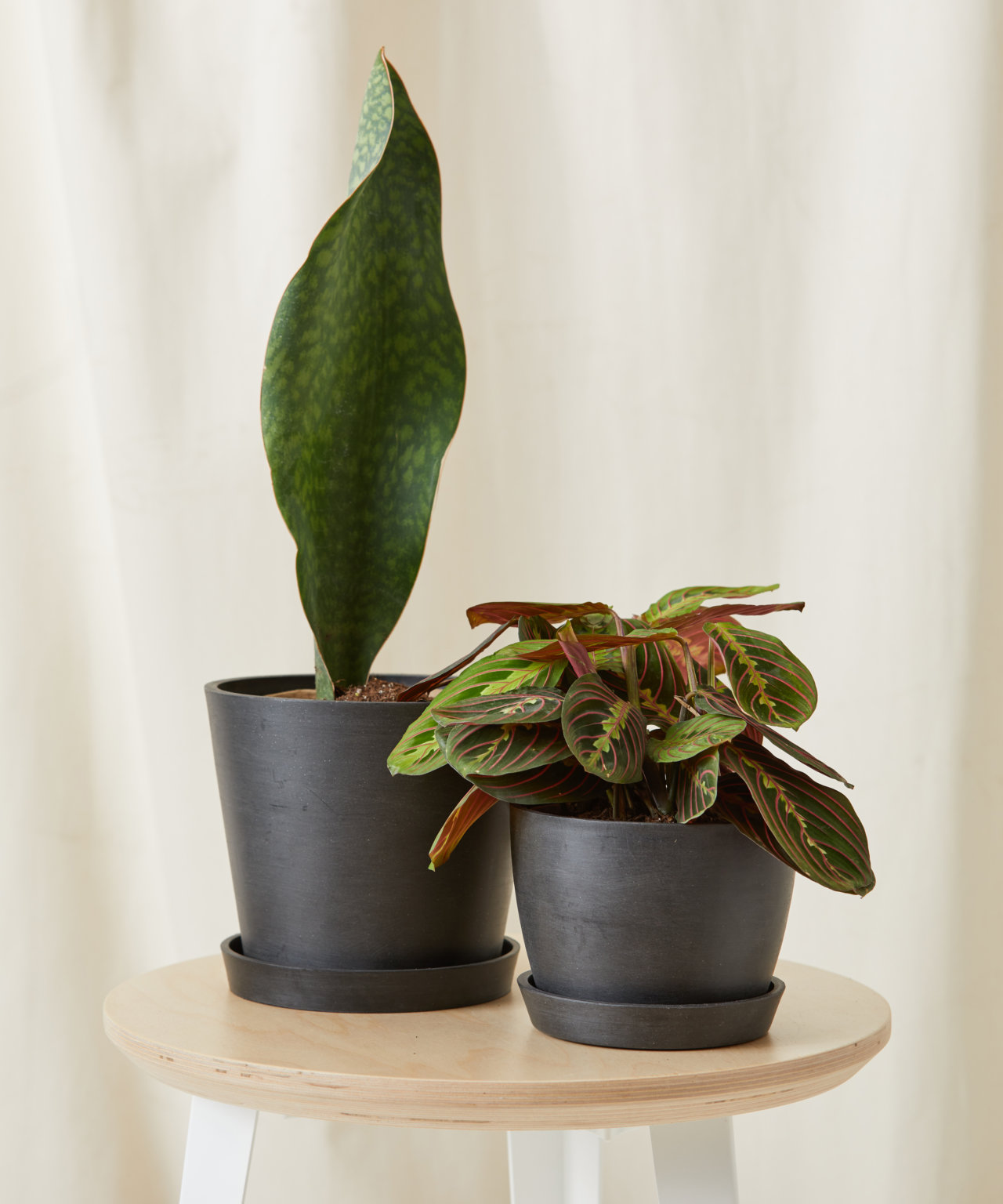 Become An Instant Plant Parent With Curated Collections | Bloomscape