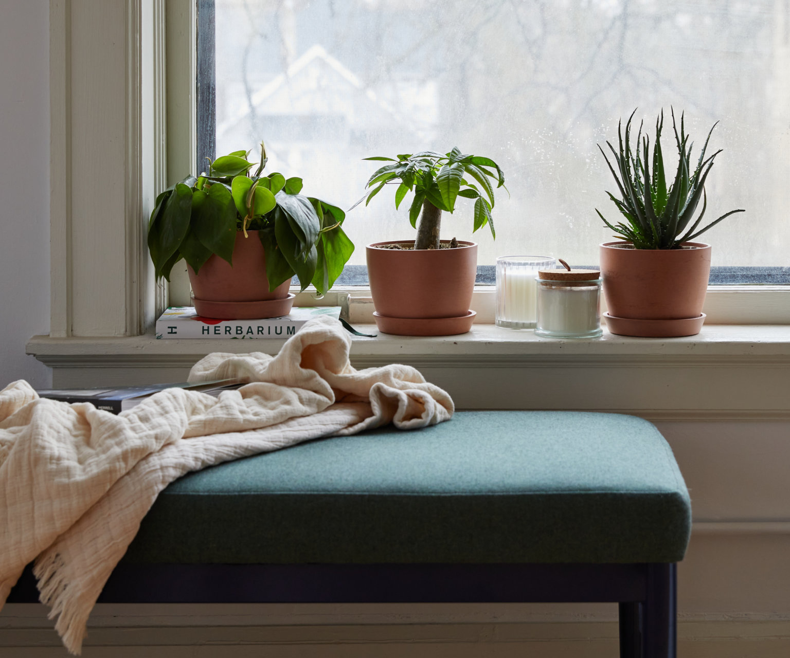 Become An Instant Plant Parent With Curated Collections | Bloomscape