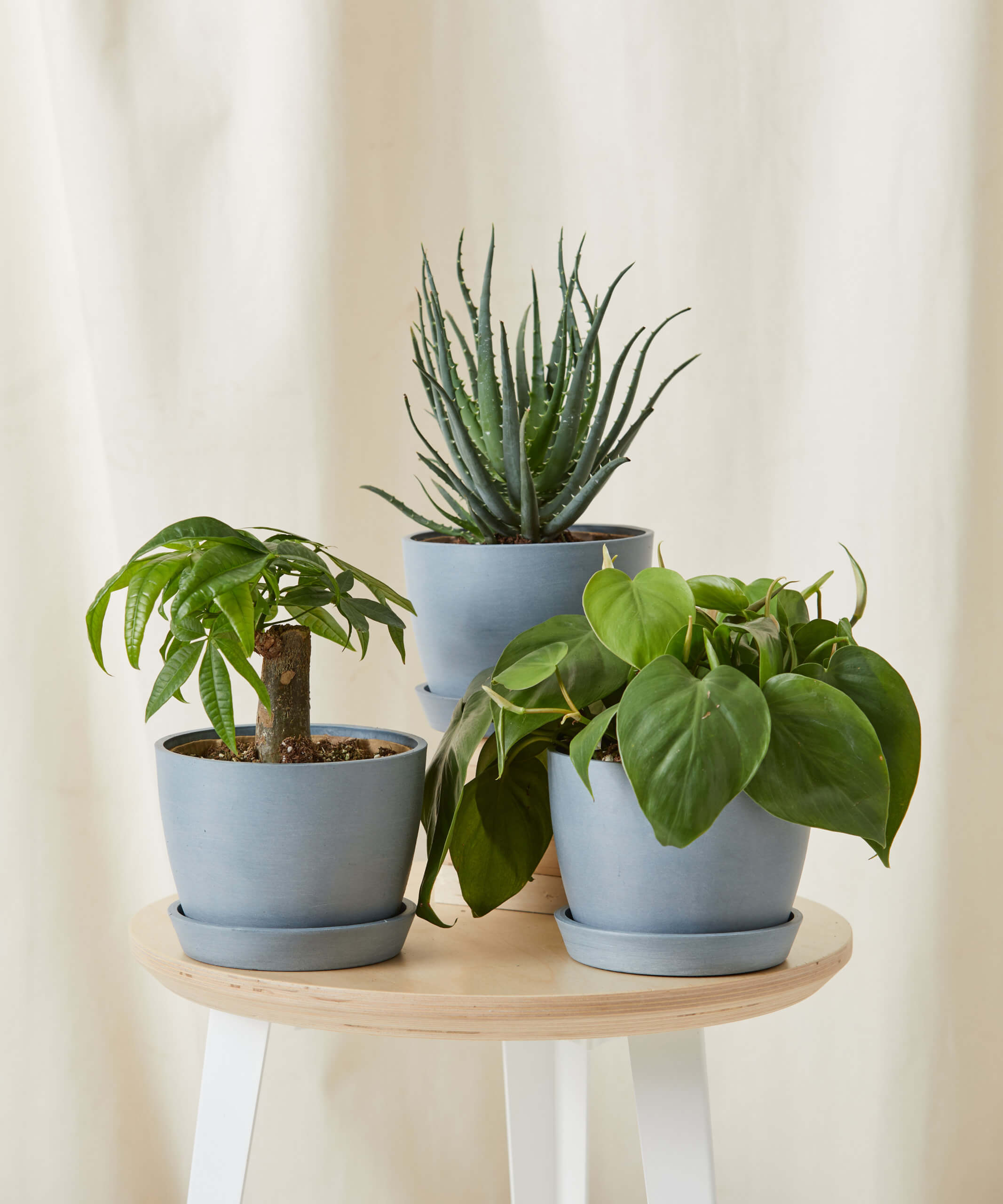 Buy Potted Mini Beginner Set - 3 Indoor Plants | Bloomscape