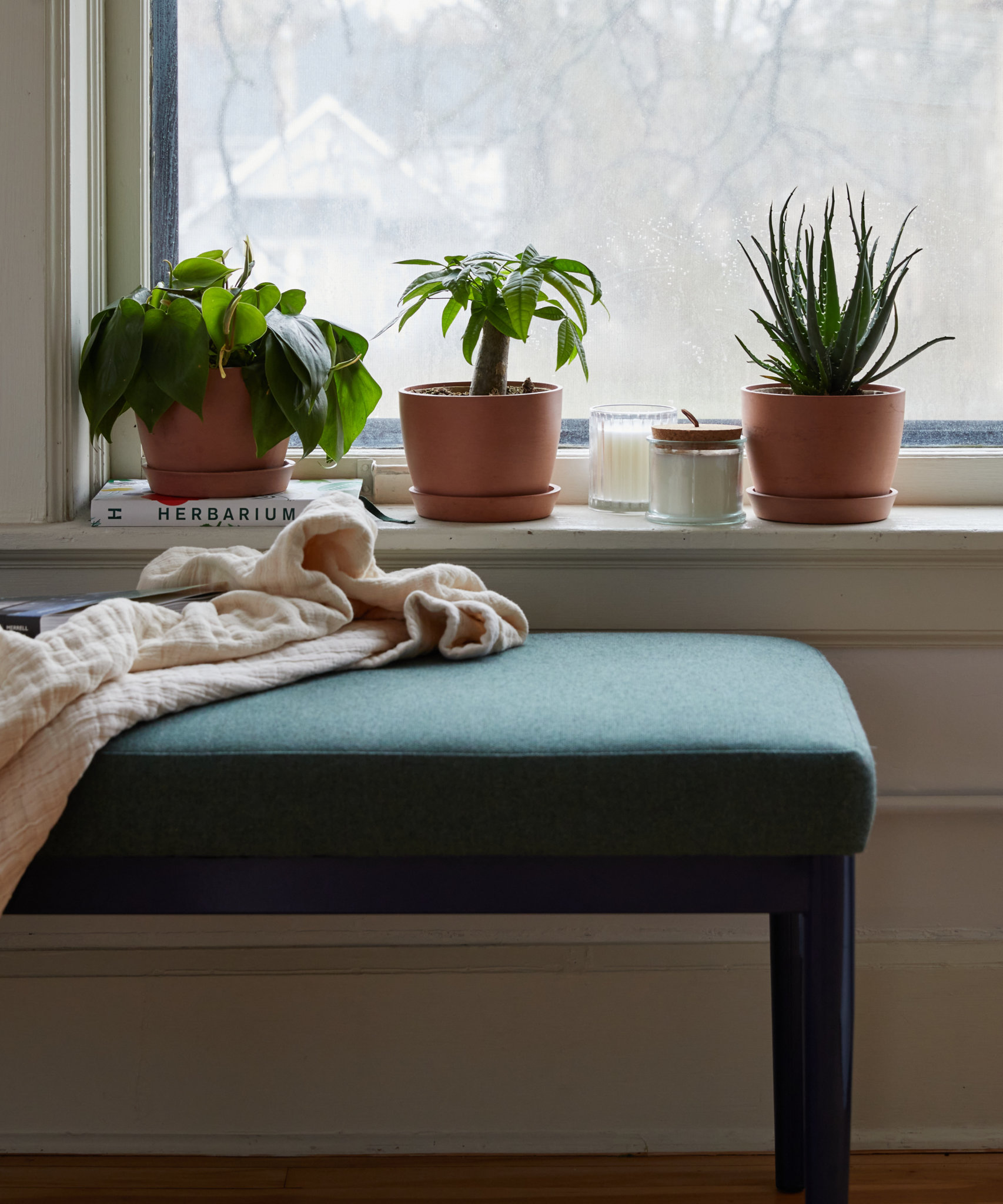 Shop Low-Maintenance Indoor Plants | Bloomscape
