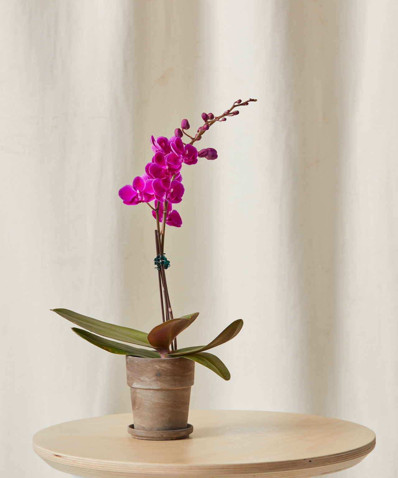 The Indoor Gardener's Guide To Orchid Types And Care - Bloomscape