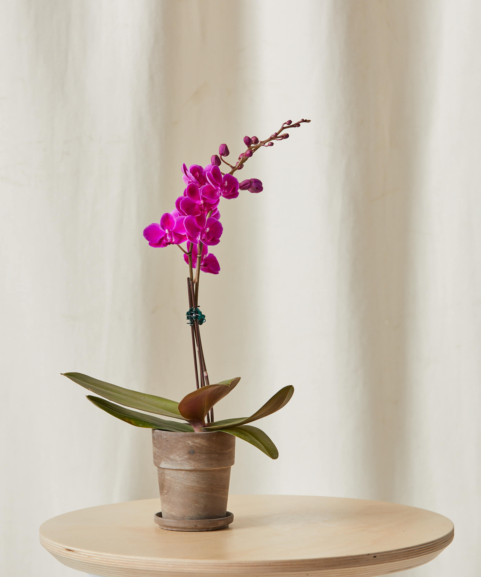 The Indoor Gardener's Guide To Orchid Types And Care - Bloomscape