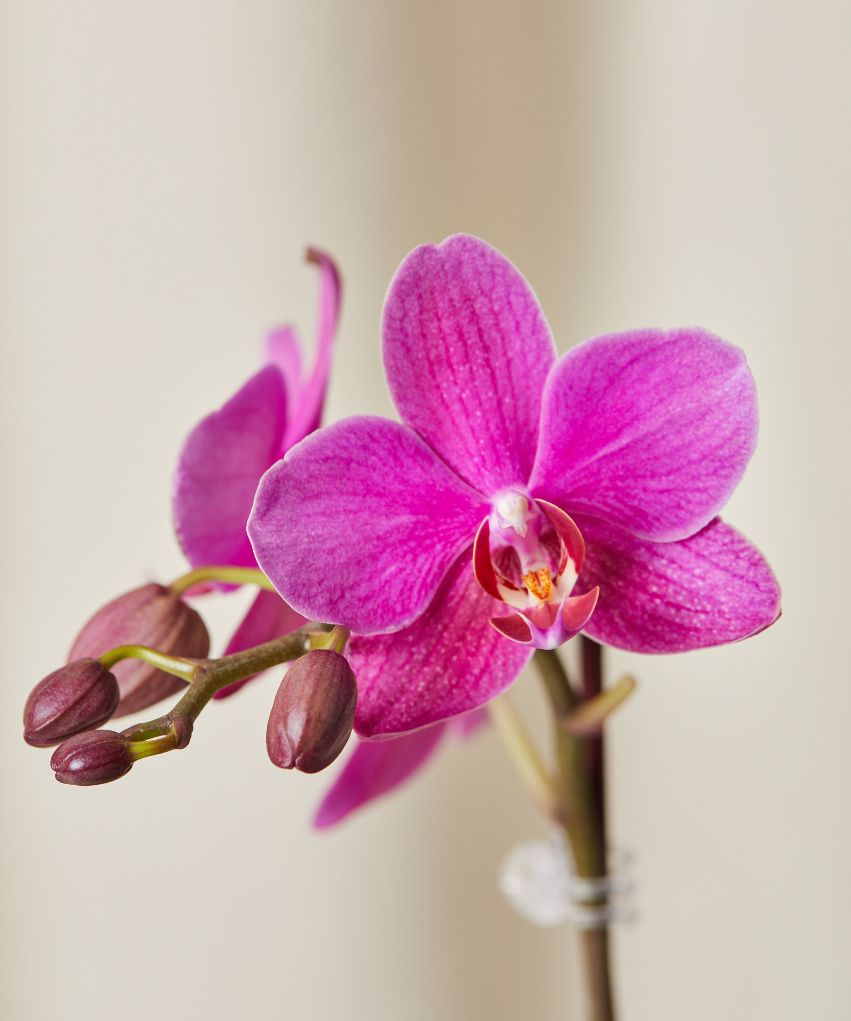 The Indoor Gardener's Guide To Orchid Types And Care - Bloomscape