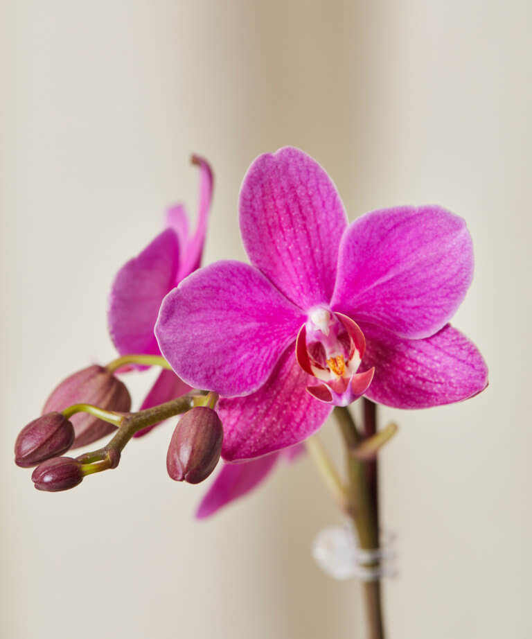 The Indoor Gardener's Guide To Orchid Types And Care - Bloomscape