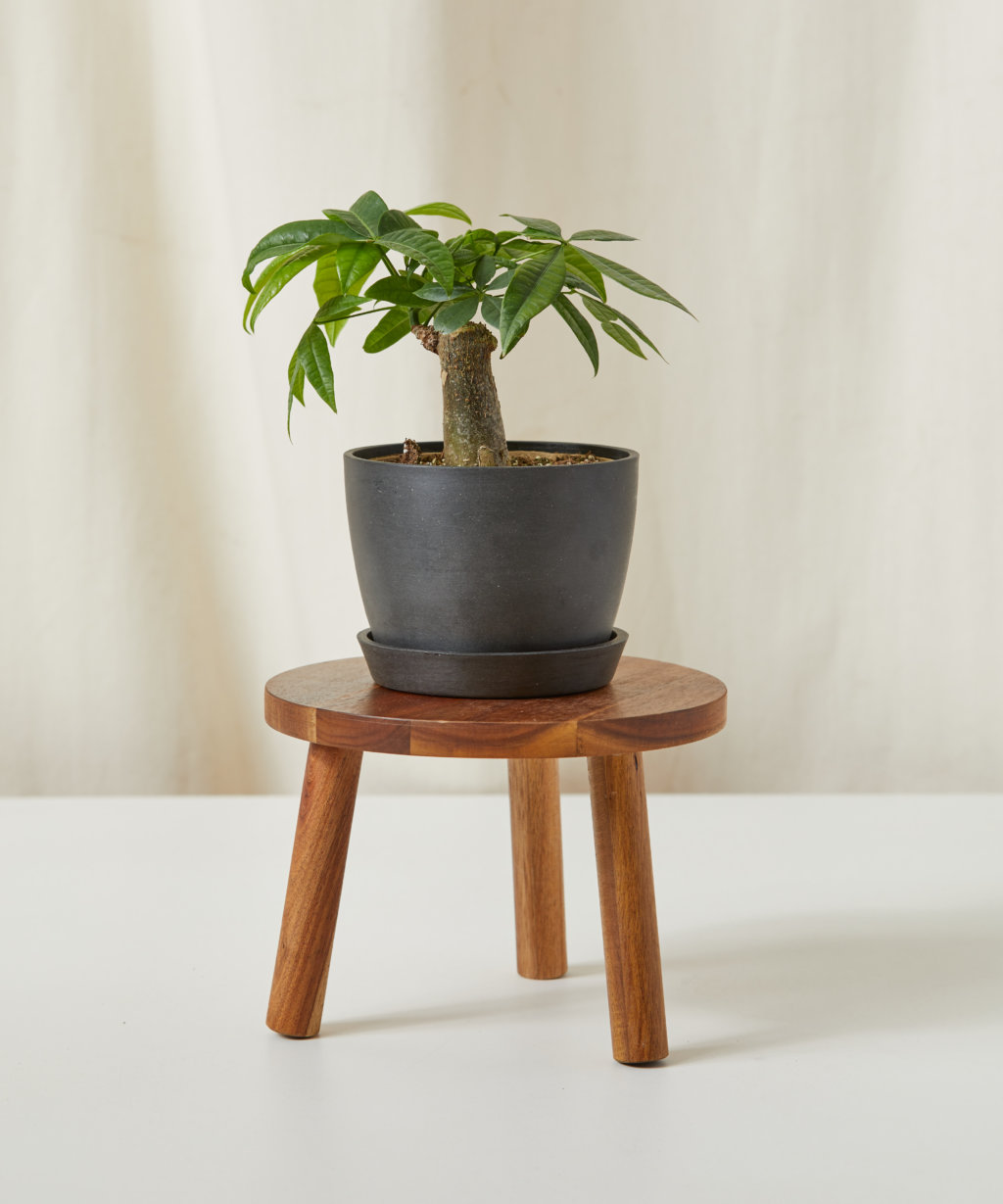 Buy Potted Mini Money Tree Indoor Plant | Bloomscape