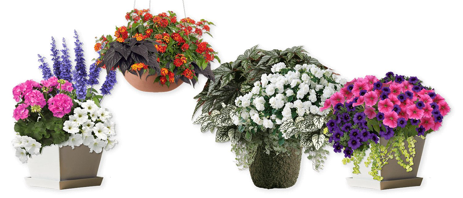 How To Create A Welcoming Outdoor Oasis - Bloomscape