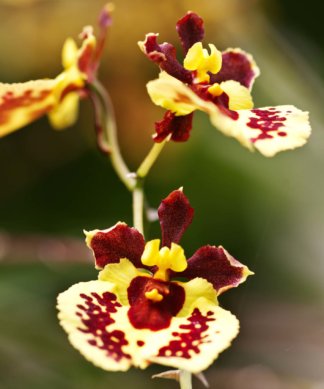 The Indoor Gardener's Guide To Orchid Types And Care - Bloomscape