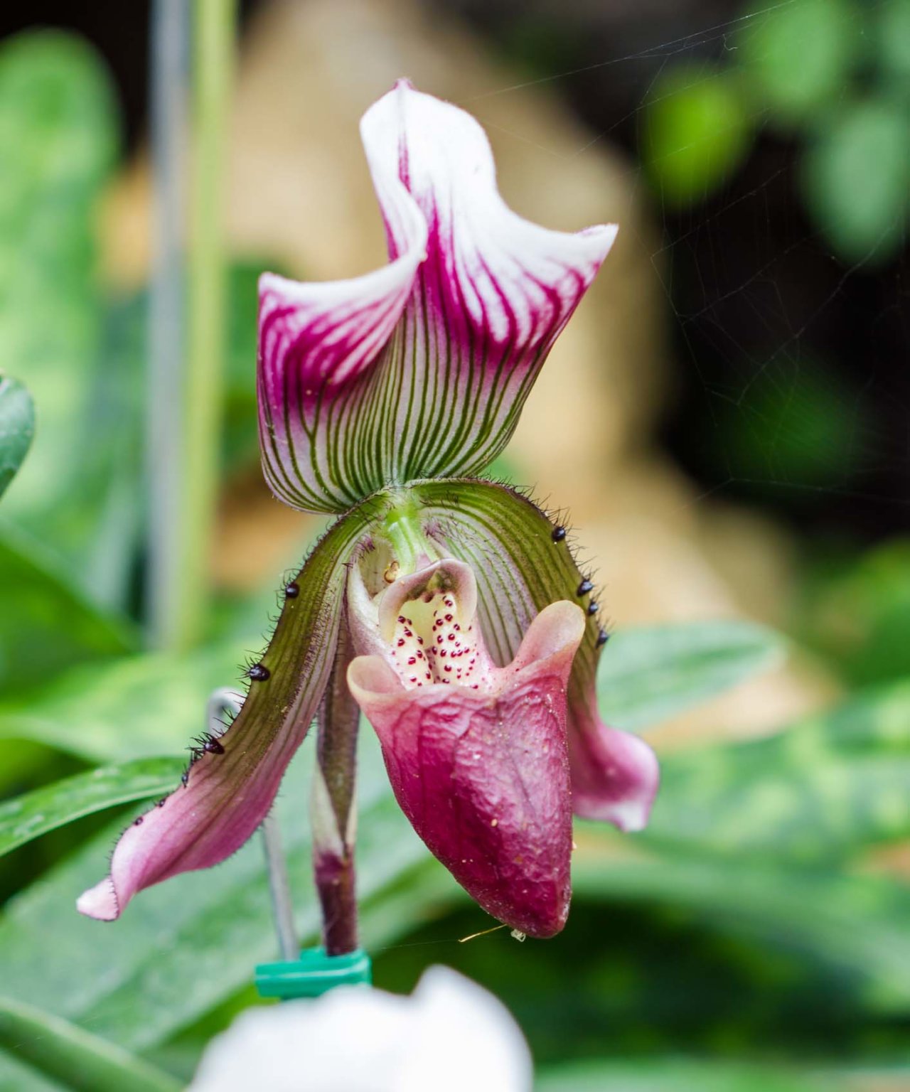 The Indoor Gardener's Guide To Orchid Types And Care - Bloomscape