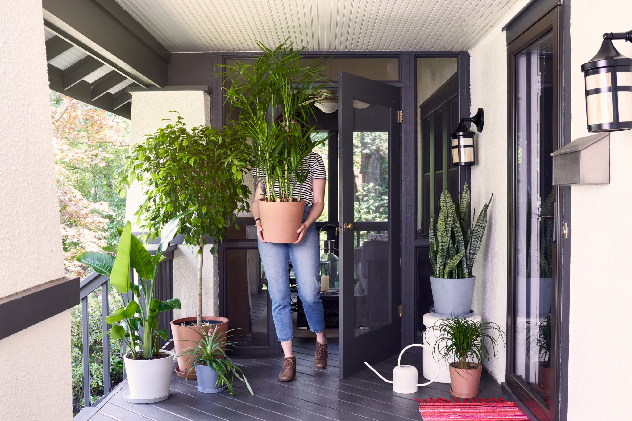 Bloomscape | Home Ready Plants Delivered to Your Door