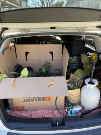 Tips From A Plant Pro On Moving With Houseplants - Bloomscape