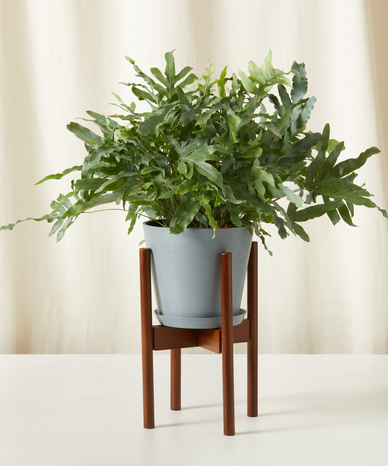 Buy Potted Blue Star Fern Indoor Plant | Bloomscape