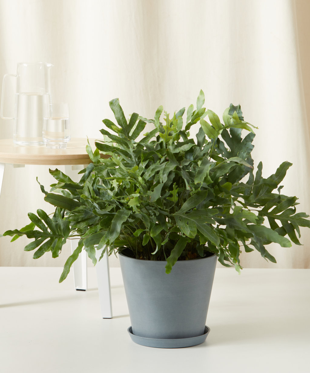 Buy Potted Blue Star Fern Indoor Plant | Bloomscape