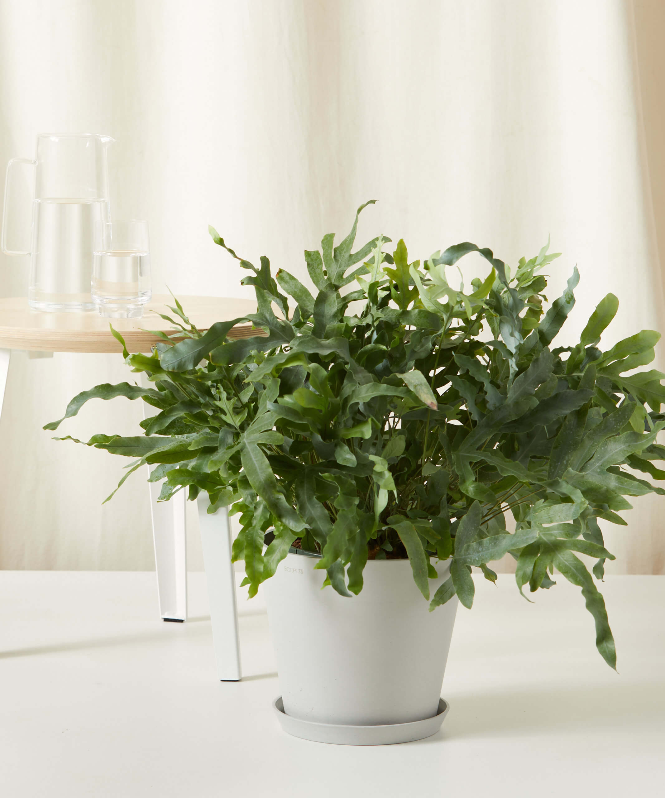 Buy Potted Blue Star Fern Indoor Plant | Bloomscape