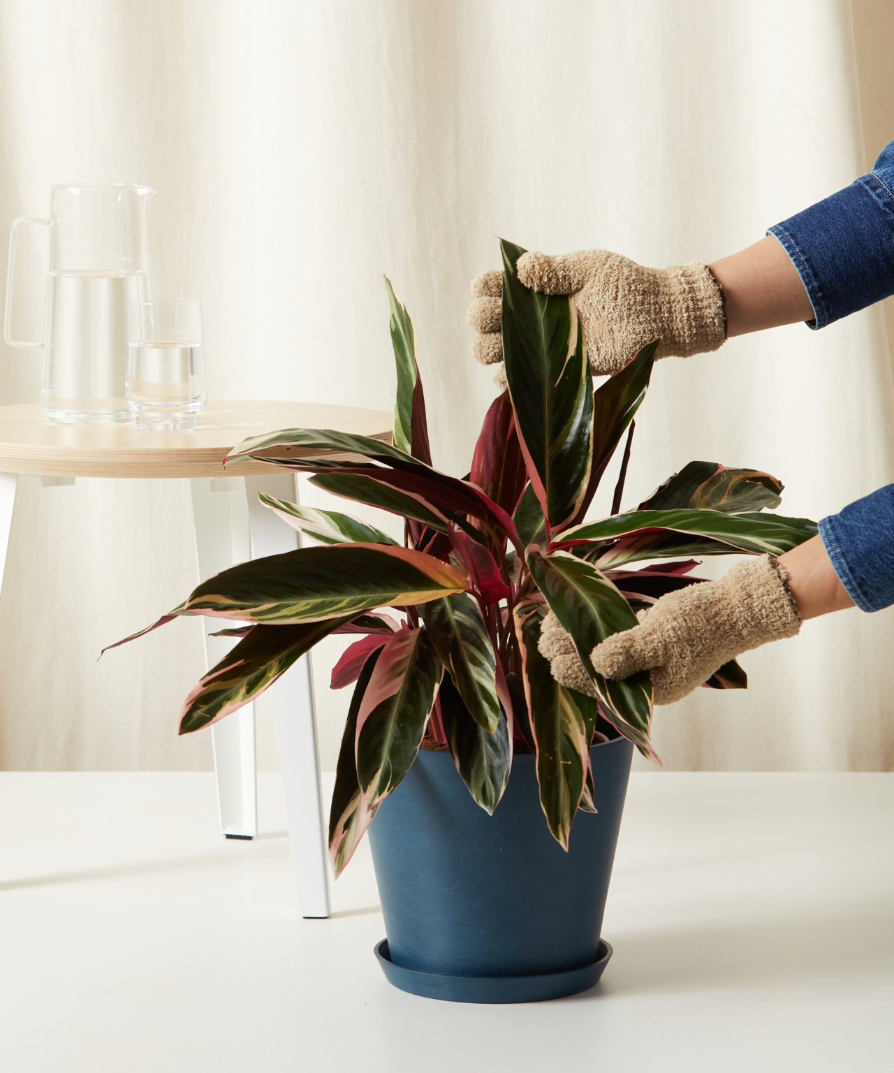 Buy Potted Stromanthe Triostar Indoor Plant | Bloomscape