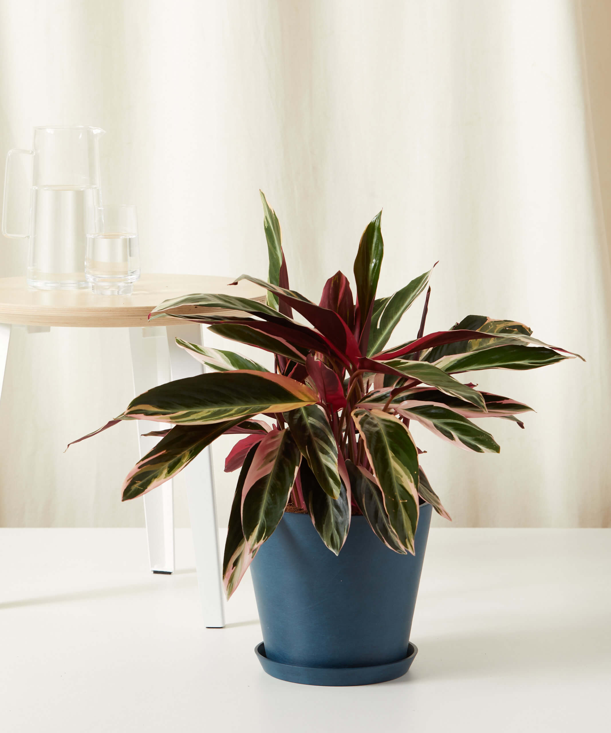 Buy Potted Stromanthe Triostar Indoor Plant | Bloomscape