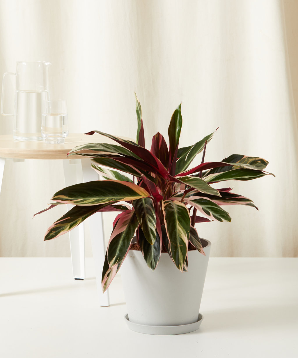 Buy Potted Stromanthe Triostar Indoor Plant | Bloomscape