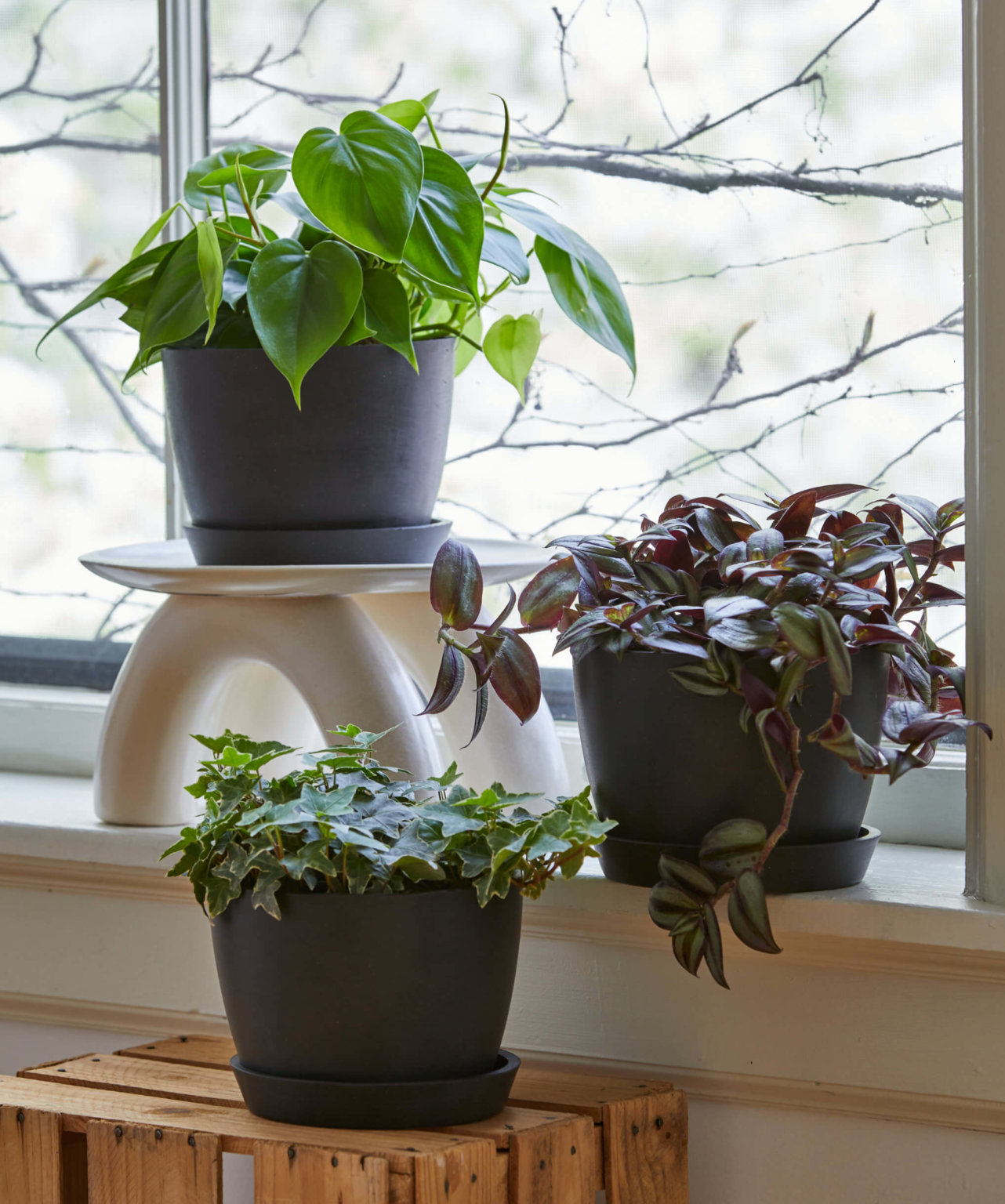 Calathea 101: How to Care for Calatheas | Bloomscape