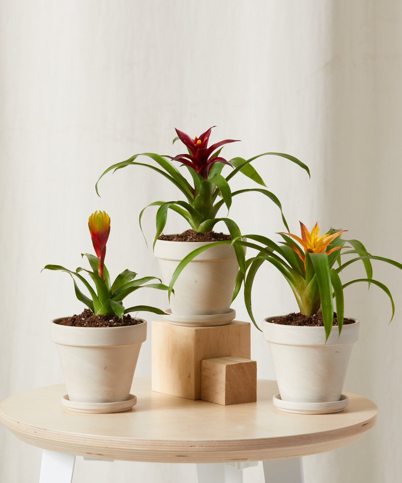 Looking For a Unique Houseplant? Meet the Bromeliad | Bloomscape