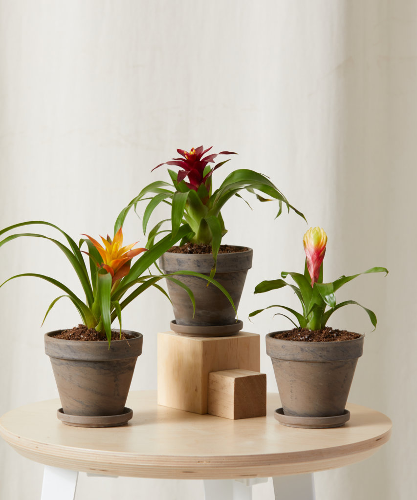 Shop Potted Indoor Houseplants | Bloomscape