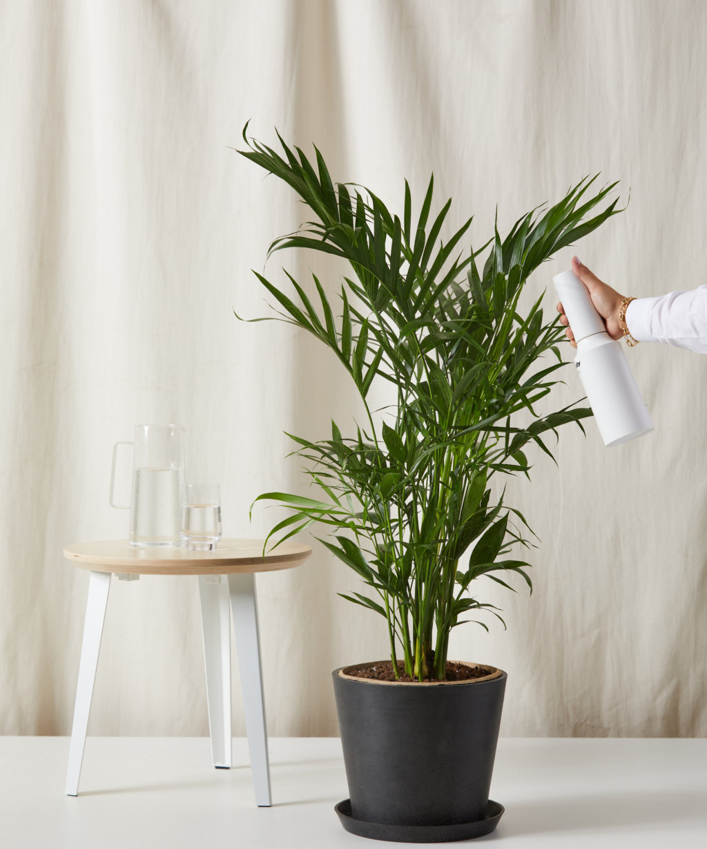 Buy Potted Cat Palm Indoor Plant | Bloomscape