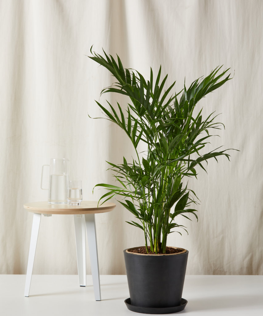 Ficus 101: How to Care for Ficuses | Bloomscape
