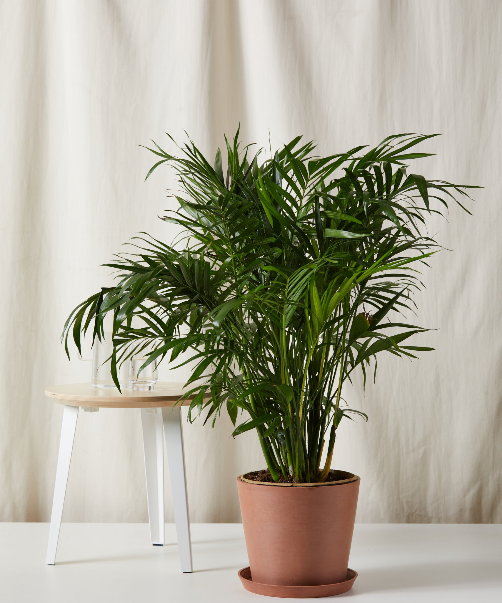 Yucca Cane 101: How to Care for Yucca Canes | Bloomscape