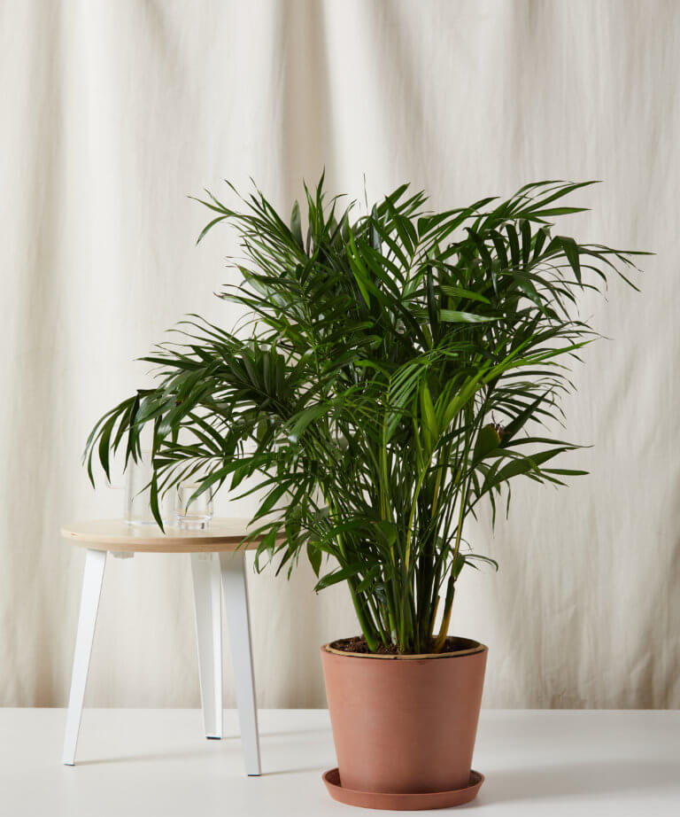 Fiddle Leaf Fig 101: How to Care for Fiddle Leaf Figs