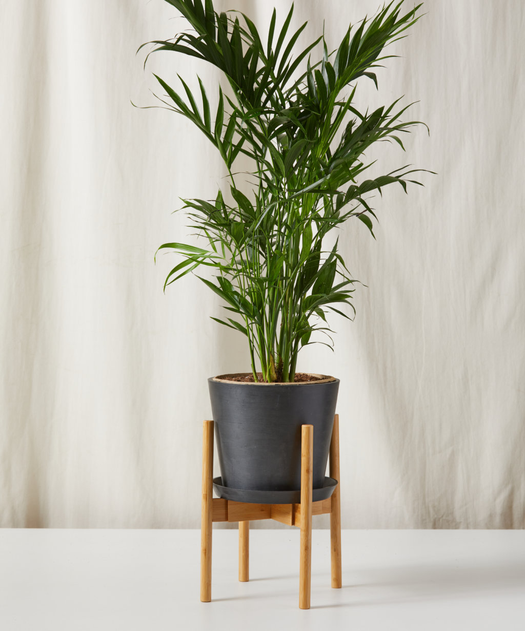 Ficus 101: How to Care for Ficuses | Bloomscape