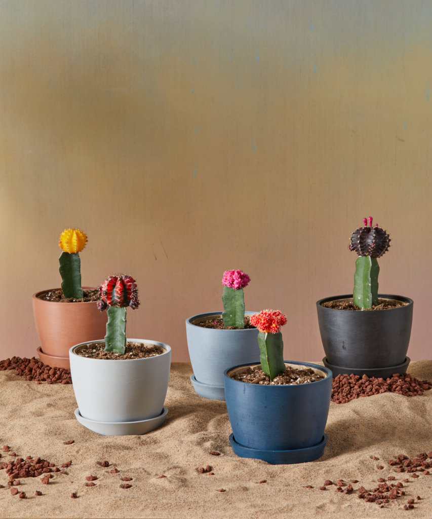 Dorotheanthus Mezoo Care Guide | Bloomscape