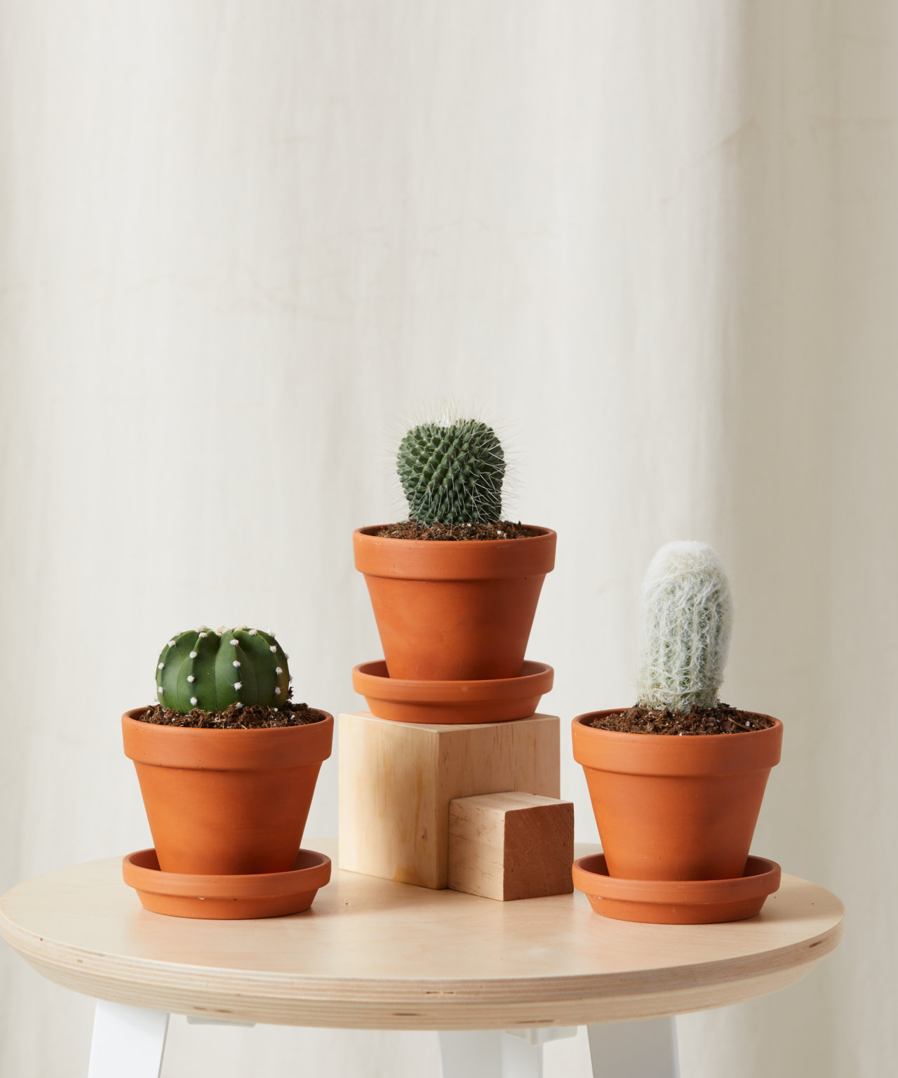 Shop Indoor Plants, Outdoor Plants, Plant Care Supplies | Bloomscape