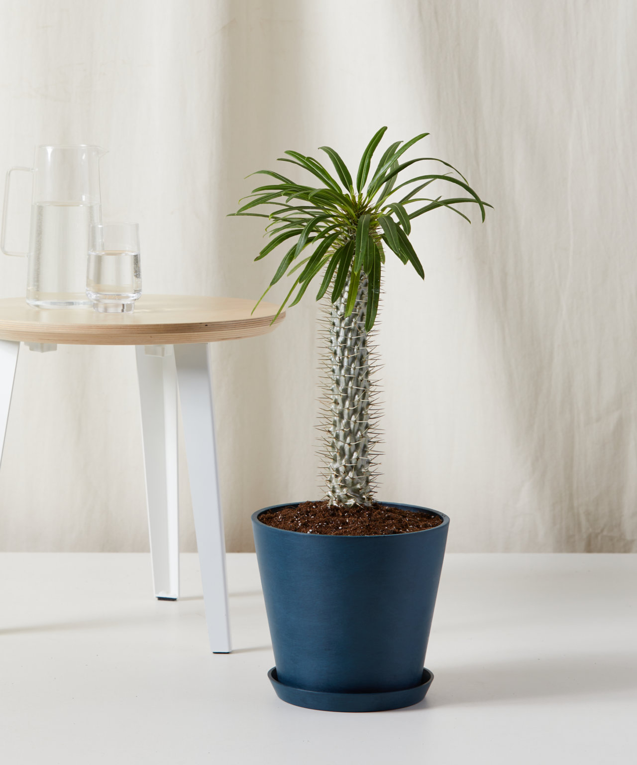 Large and Extra Large Indoor Plants | Bloomscape