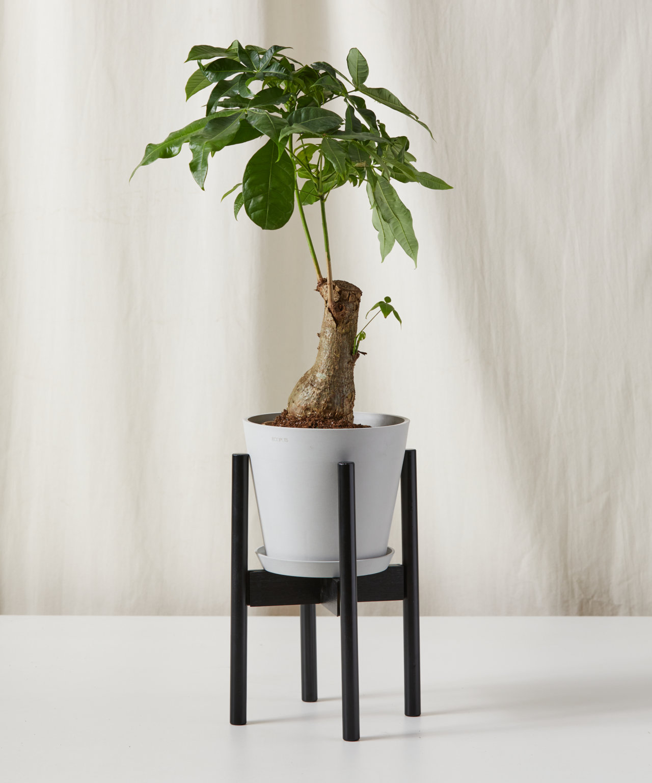 Buy Potted Money Tree Stump Indoor Plant | Bloomscape