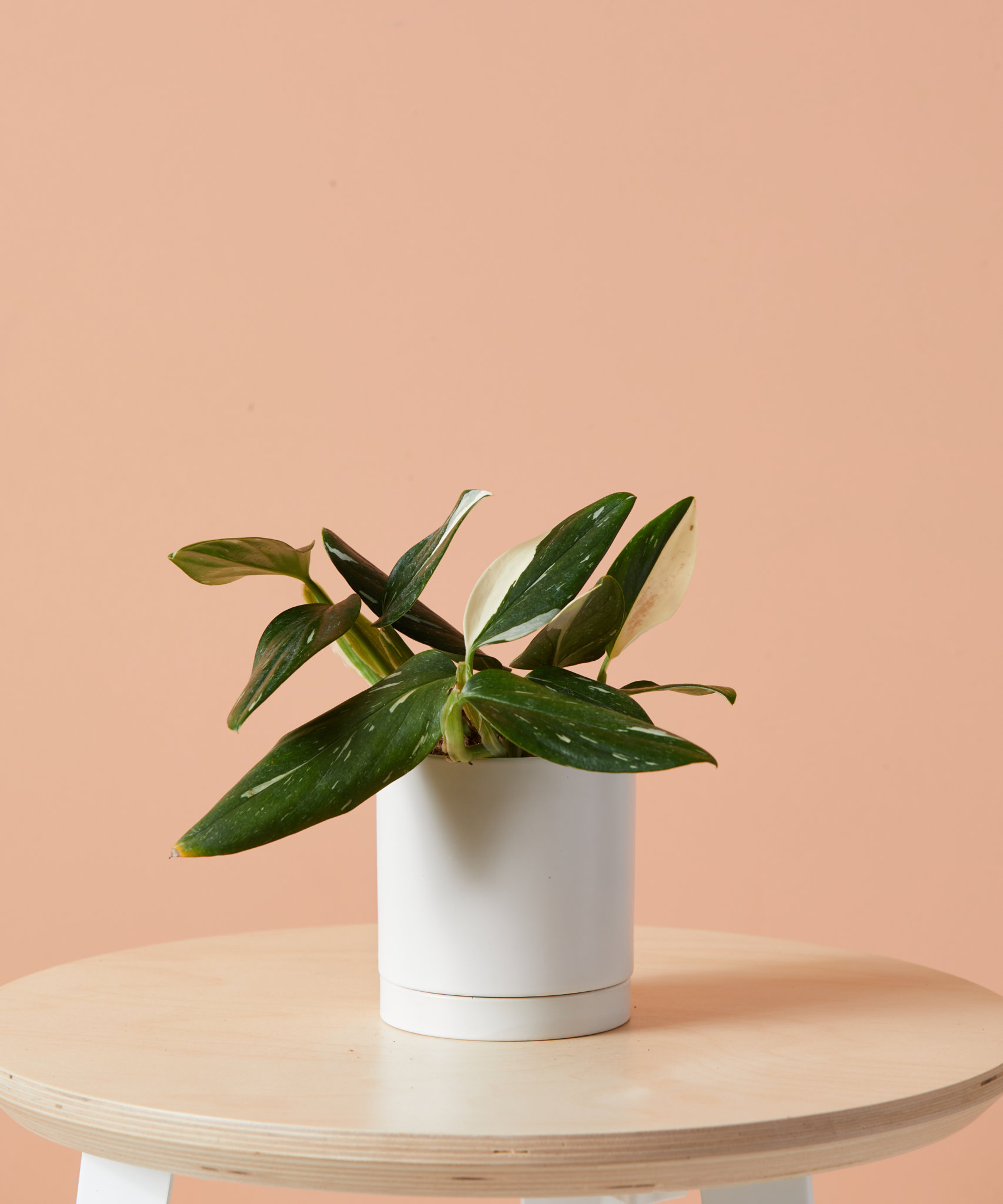 Dorotheanthus Mezoo Care Guide | Bloomscape