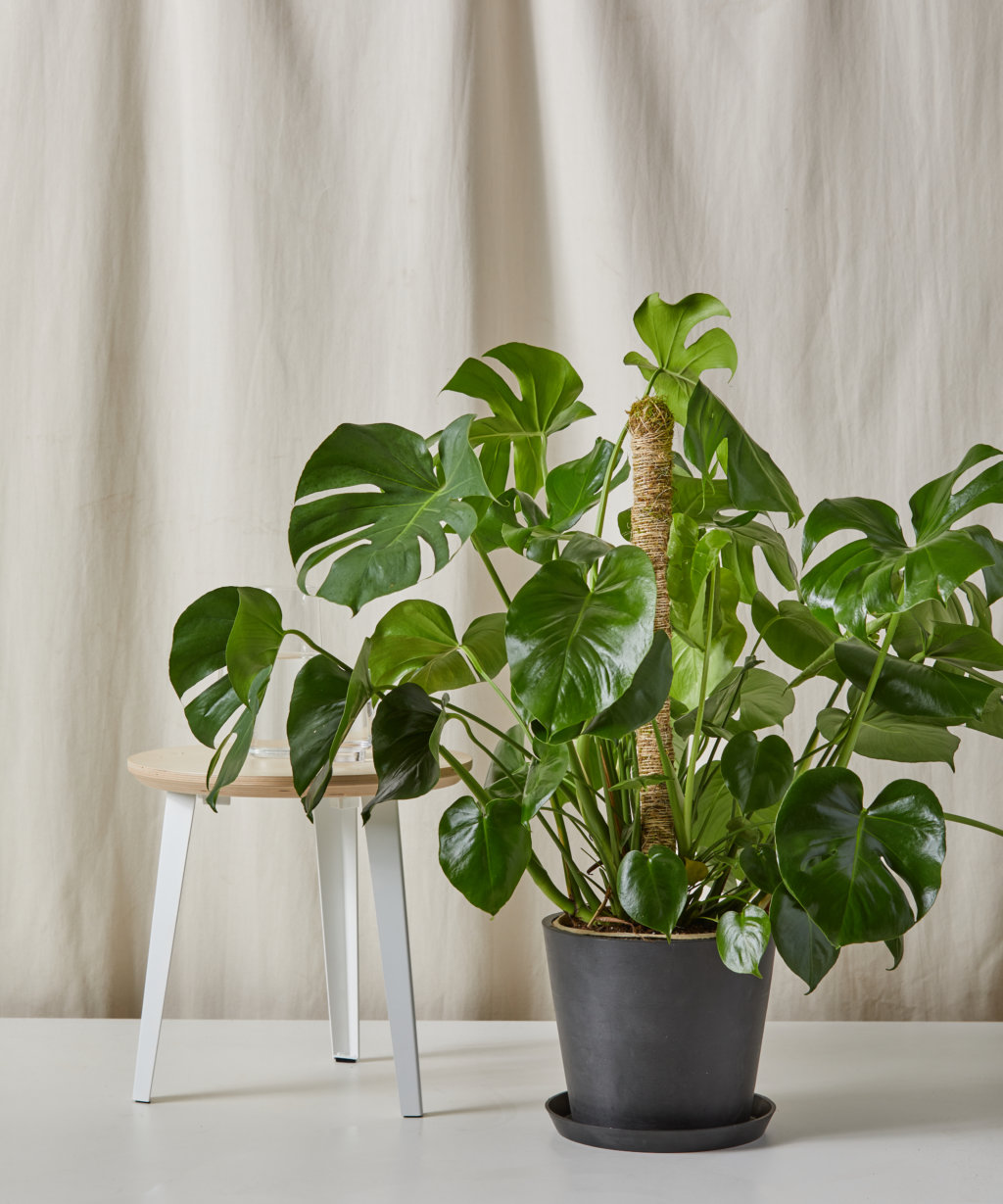 Buy Potted Monstera Indoor Plant | Bloomscape