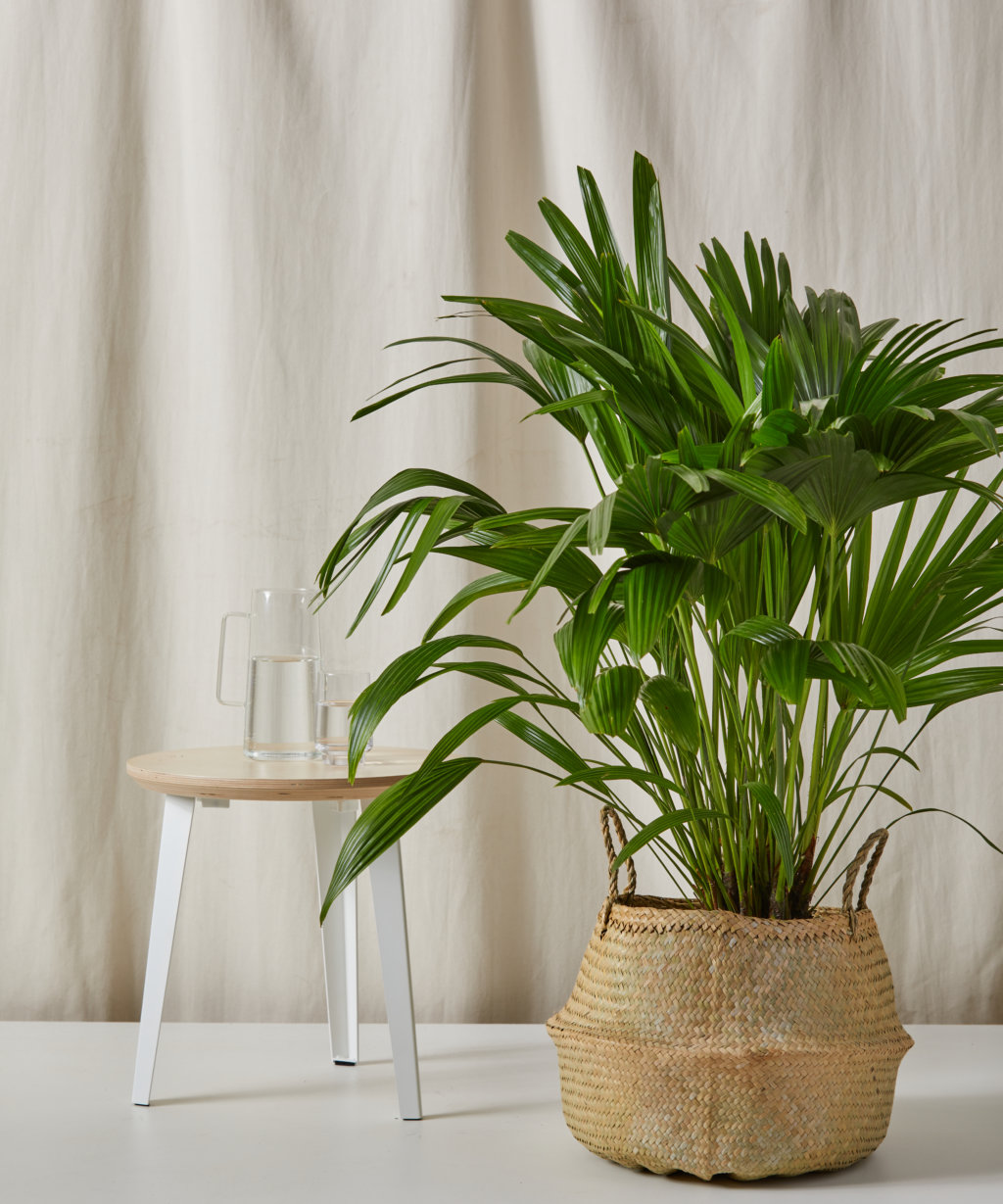 Buy Natural Wicker Basket (XL-XXL) | Bloomscape