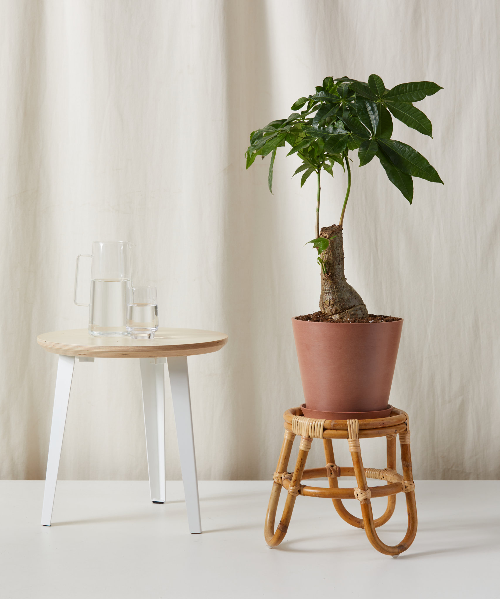 Buy Rattan Plant Stand | Bloomscape