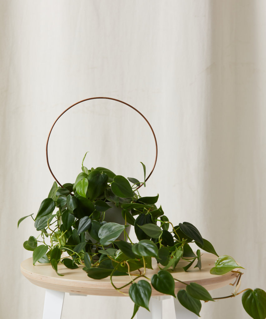 Buy Round Plant Trellis - 12" | Bloomscape