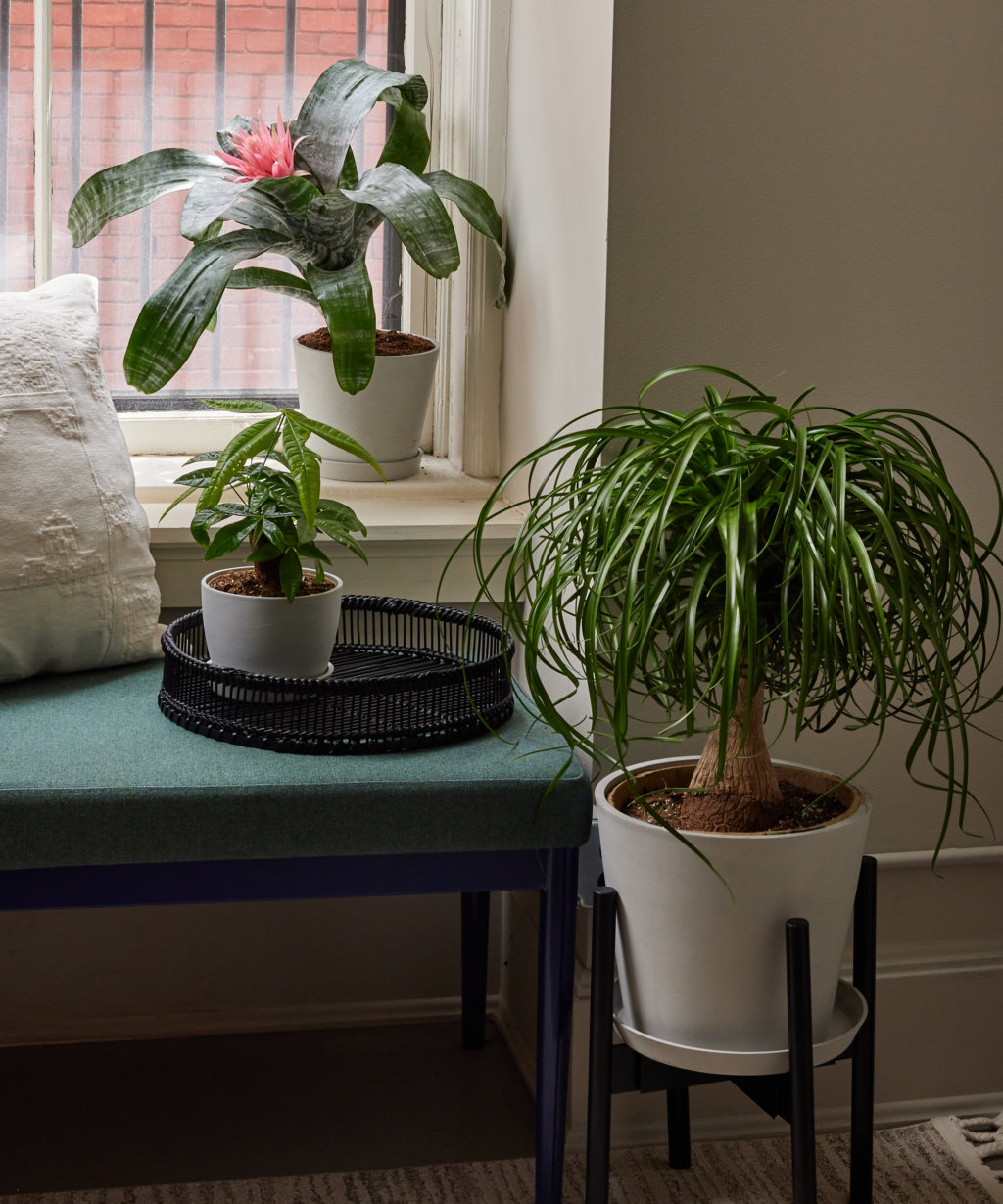 Potted Plants and Plant Gifts Delivered to Their Door | Bloomscape