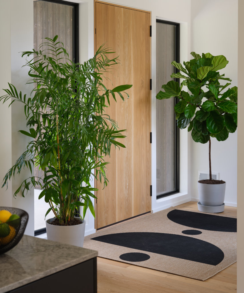 Buy Potted Fiddle Leaf Fig Tree Indoor Plant | Bloomscape